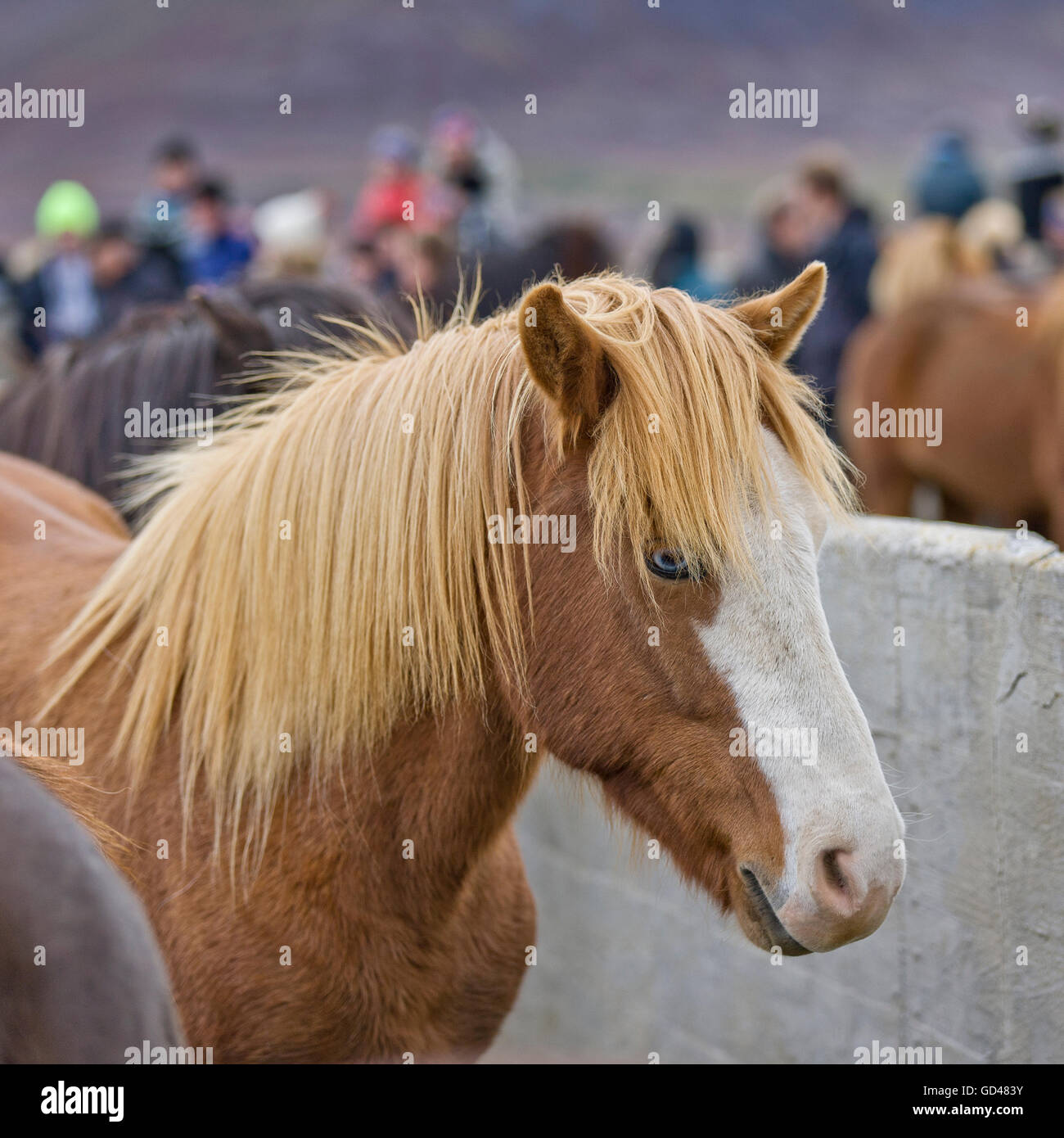 Annual Horse Round Up-Laufskalarett, Skagafjordur, Iceland Stock Photo ...