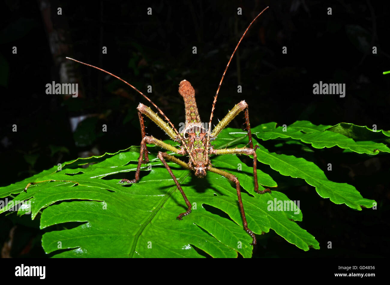 Phasmid, Gunung Gading National Park, Sarawak, Borneo, Malaysia Stock ...