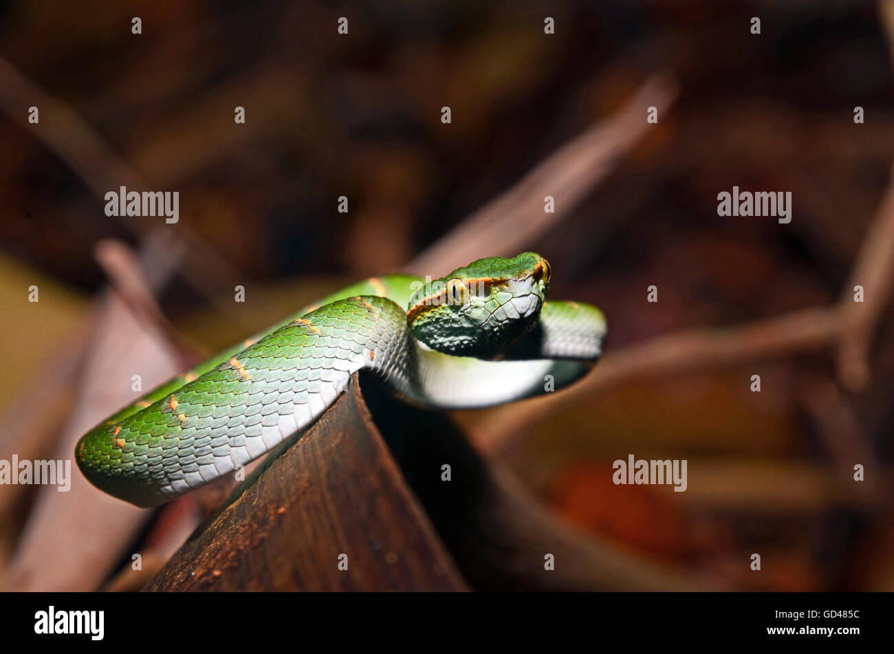 Juvenile Bornean Keeled Green Pit Viper (Tropidolaemus subannulatus) in ...