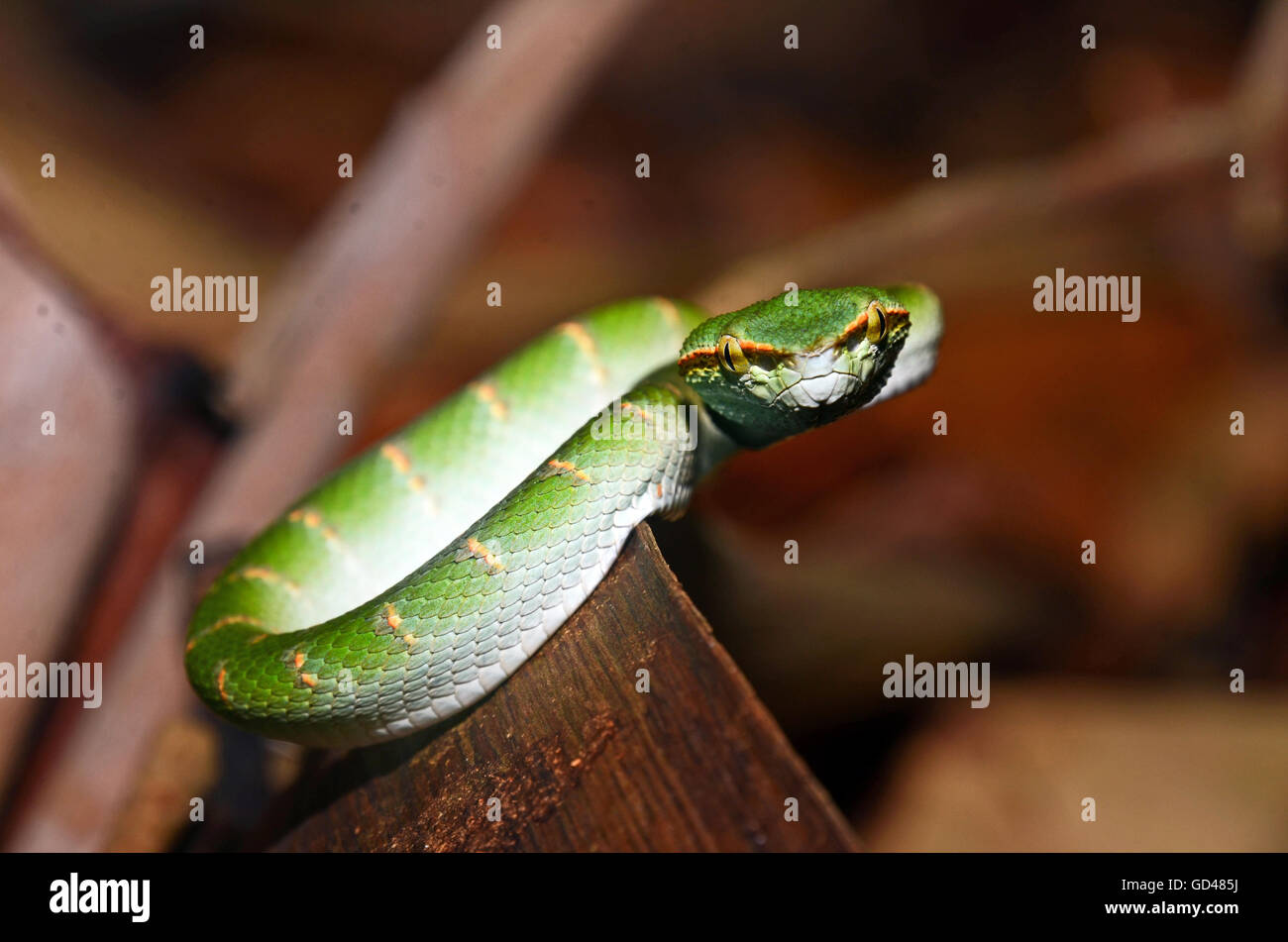 Juvenile Bornean Keeled Green Pit Viper (Tropidolaemus subannulatus) in ...
