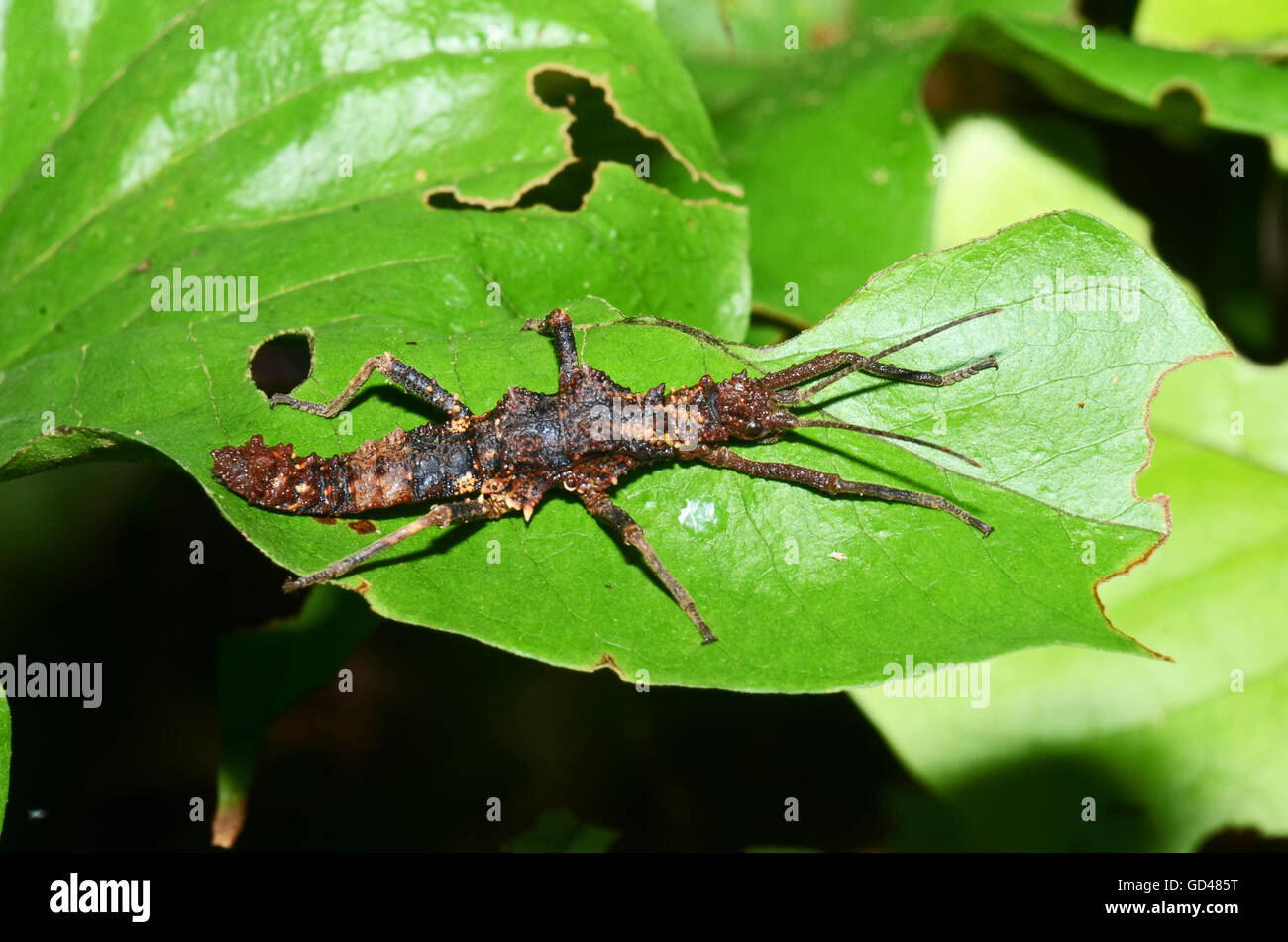 Phasmid, Gunung Gading National Park, Sarawak, Borneo, Malaysia Stock ...