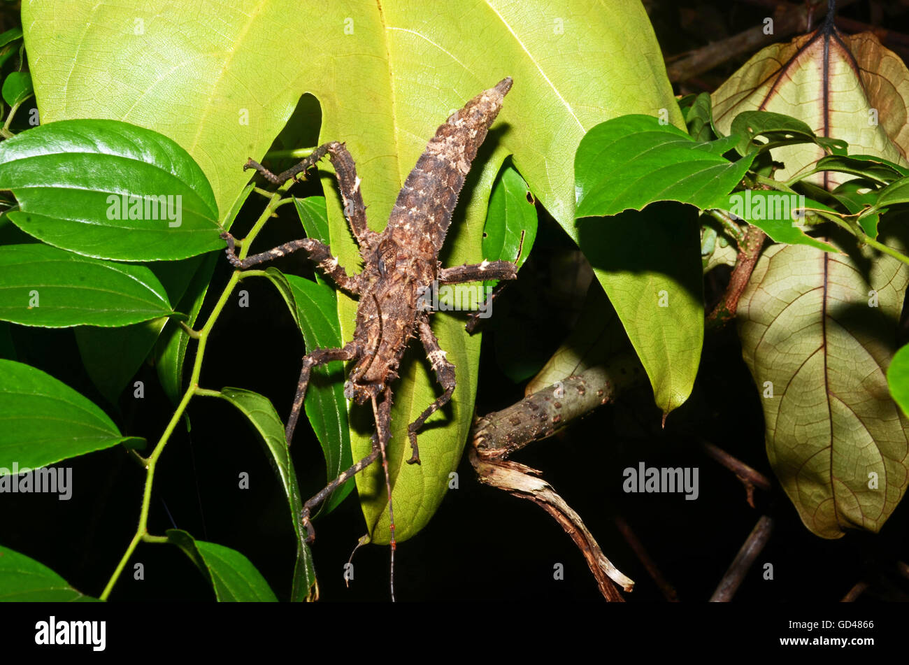 Phasmid, Gunung Gading National Park, Sarawak, Borneo, Malaysia Stock ...