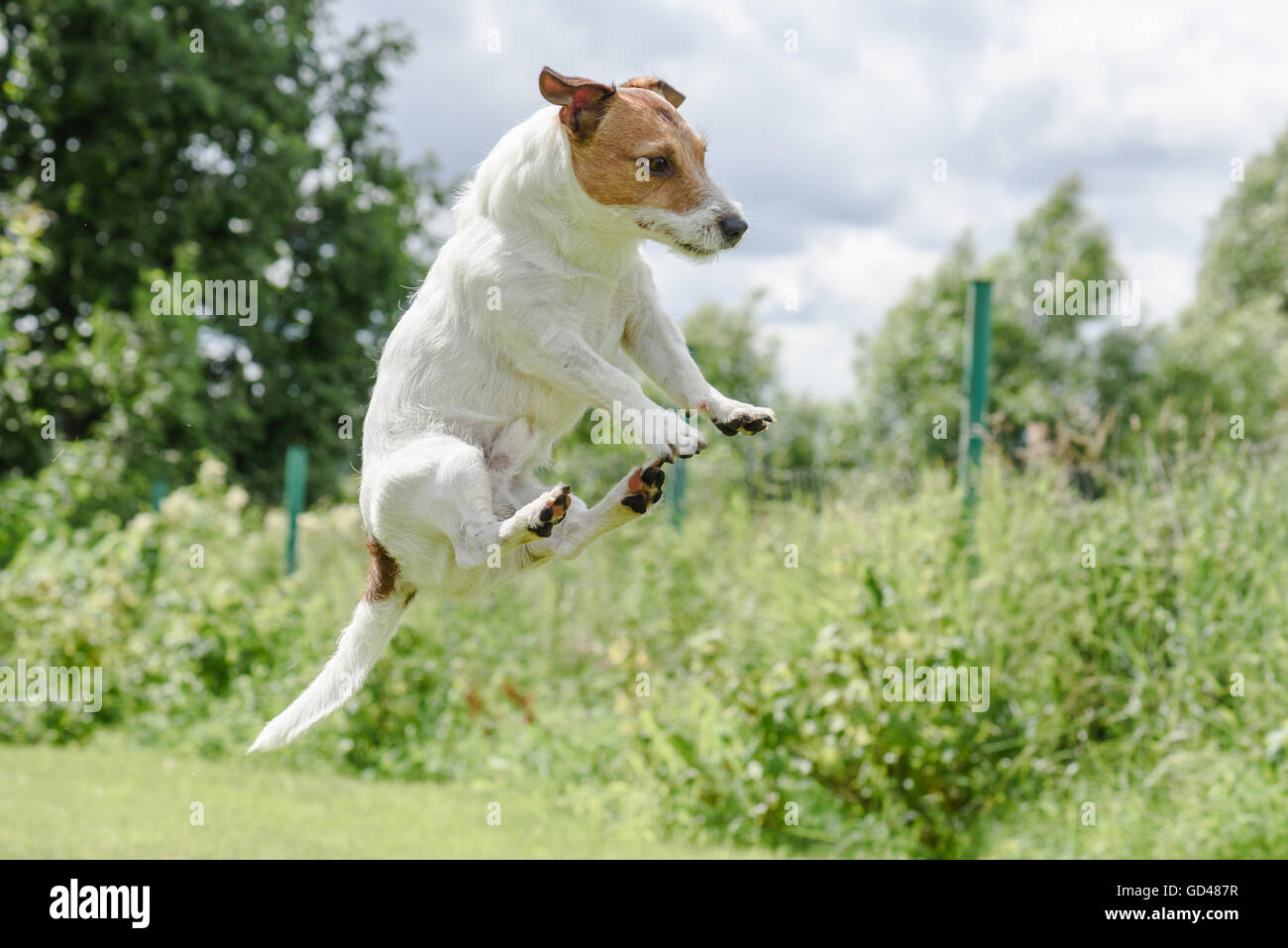 Funny jump of cute flying Jack Russell Terrier dog Stock Photo - Alamy