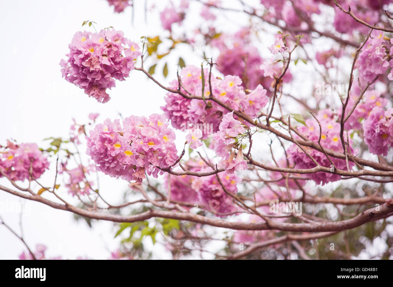 Pink trumpet (tabebuia) tree flower blooming Stock Photo - Alamy