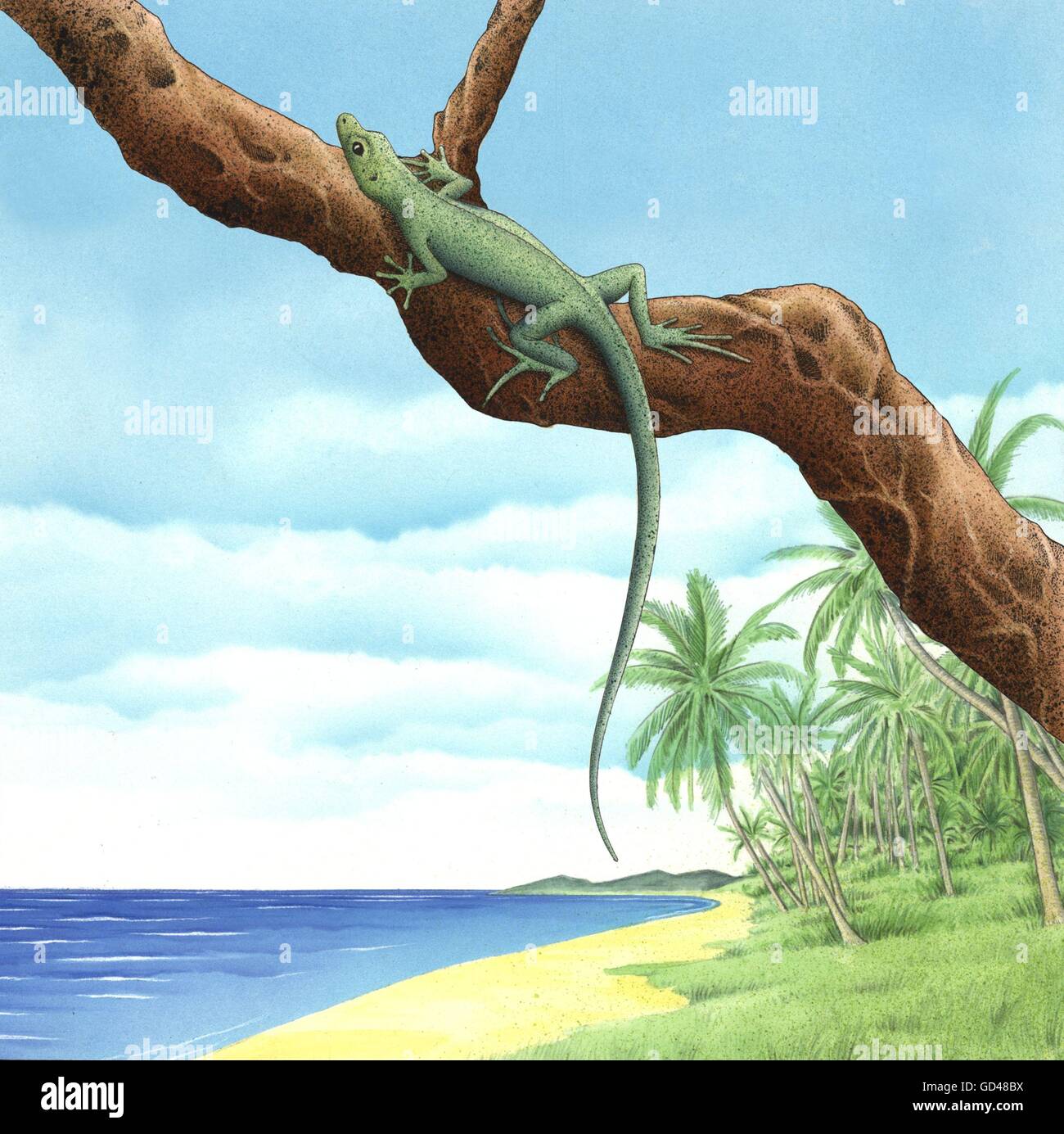 Lizard on branch by sea Stock Photo - Alamy
