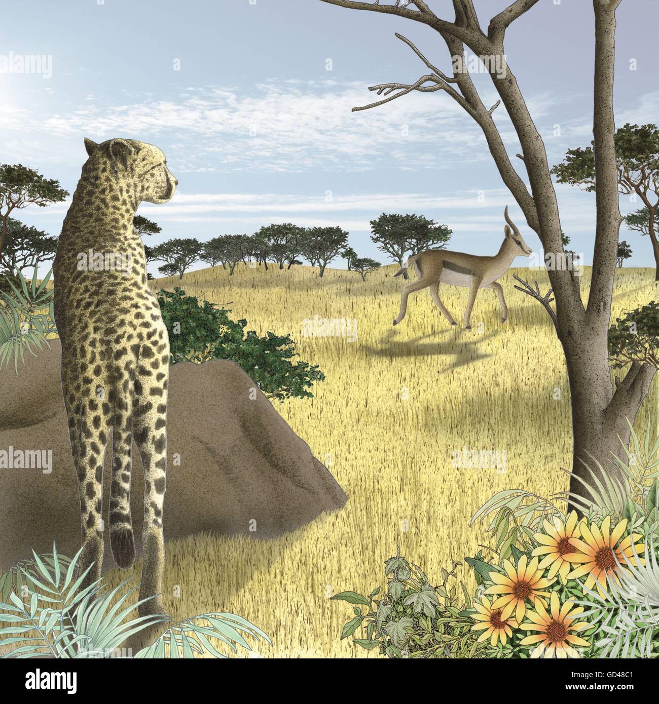 Cheetah watching antelope Stock Photo - Alamy