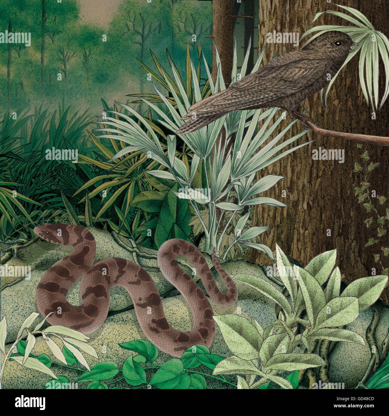 Bird with snake hi-res stock photography and images - Alamy