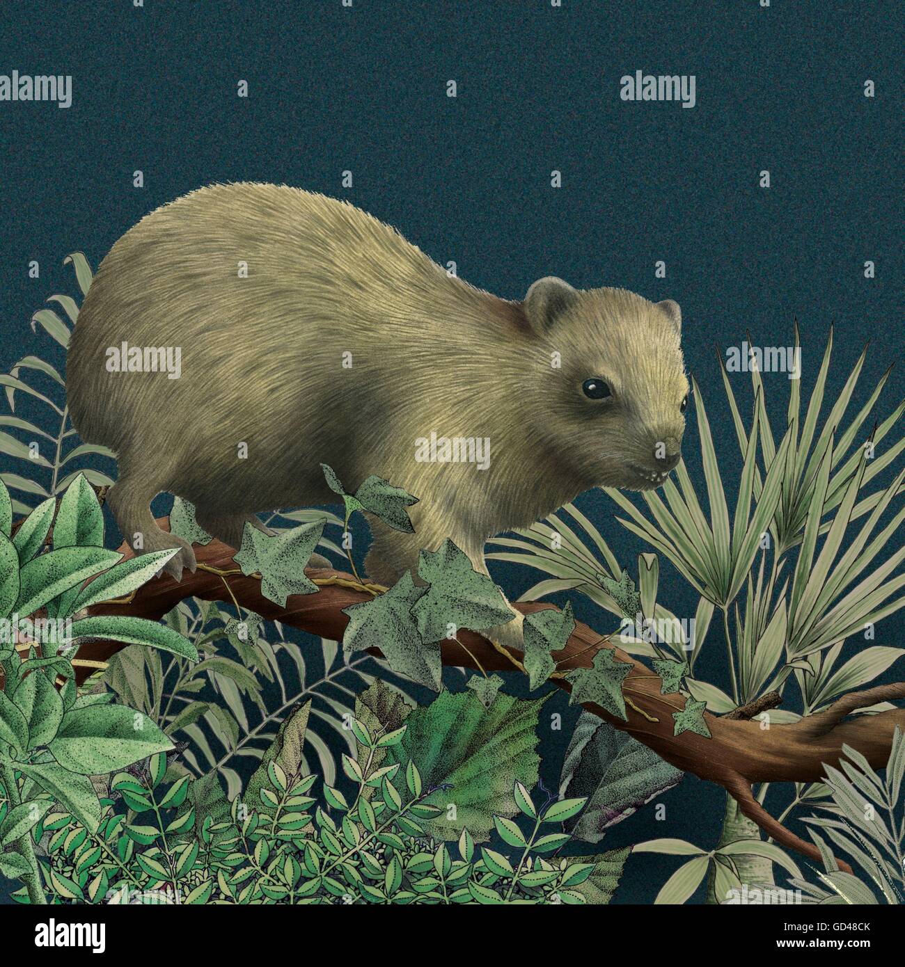 Animal on branch at night Stock Photo - Alamy