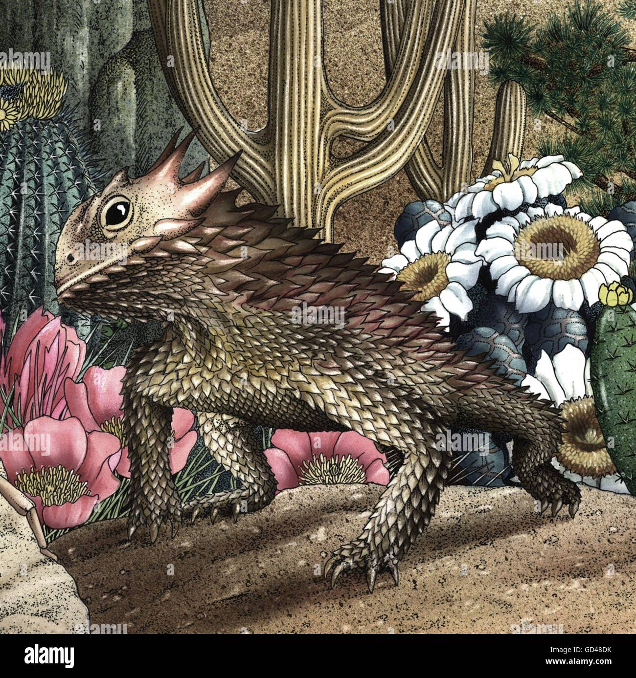 Lizard in desert, cacti in background Stock Photo - Alamy