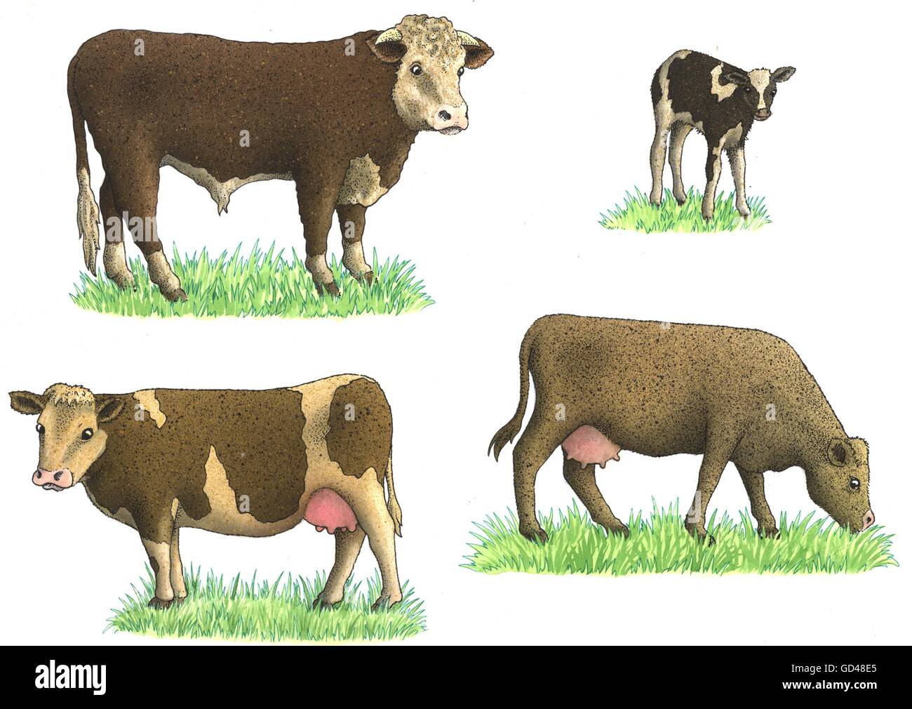 Cow, bull and calf Stock Photo - Alamy