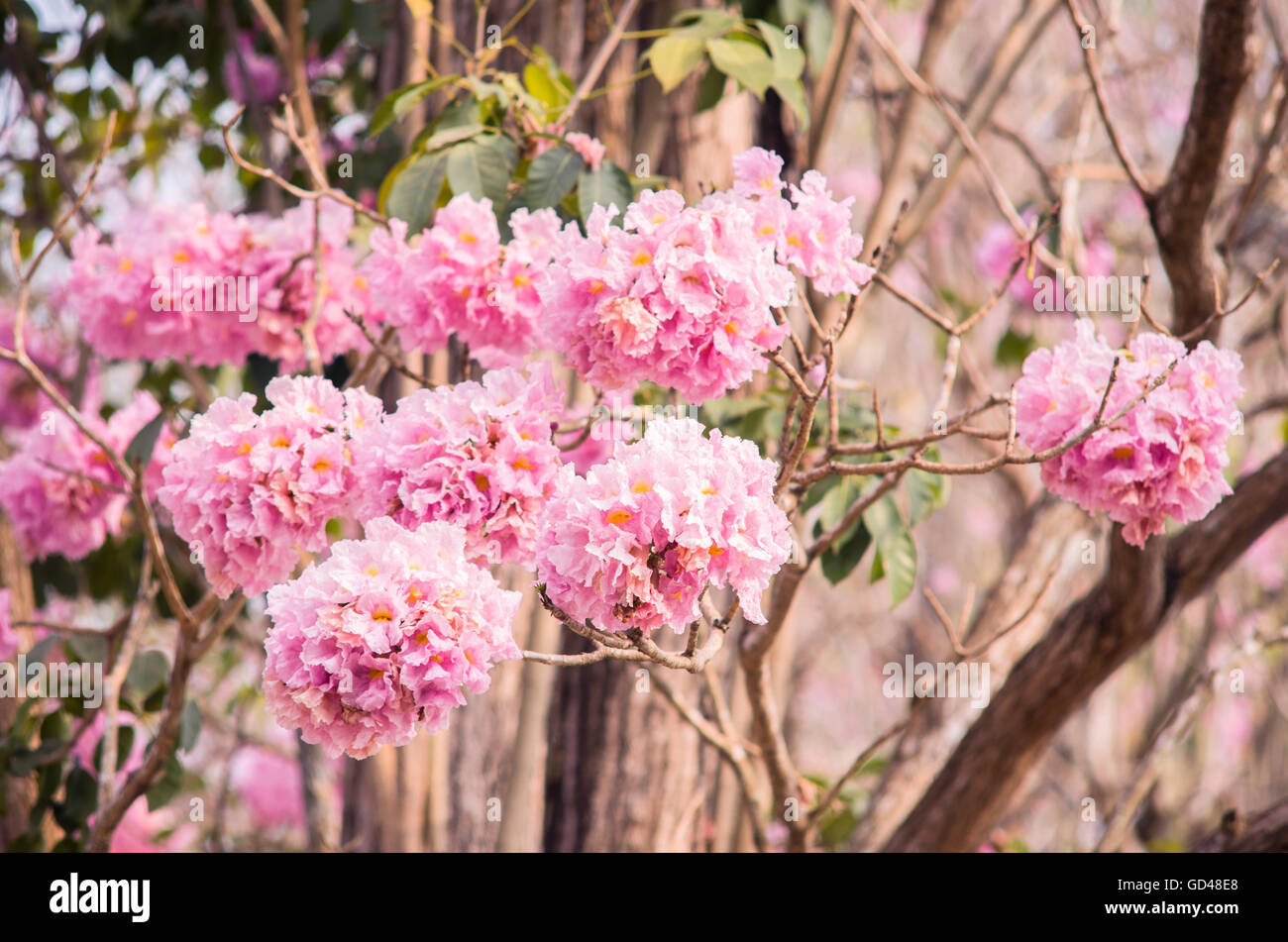 Pink trumpet (tabebuia) tree flower blooming Stock Photo - Alamy