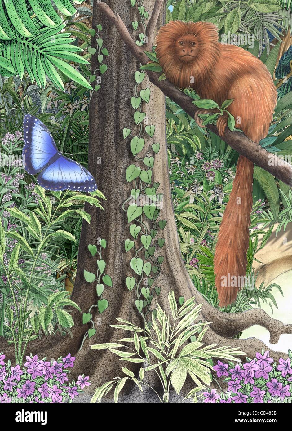 Exotic monkey and butterfly Stock Photo - Alamy