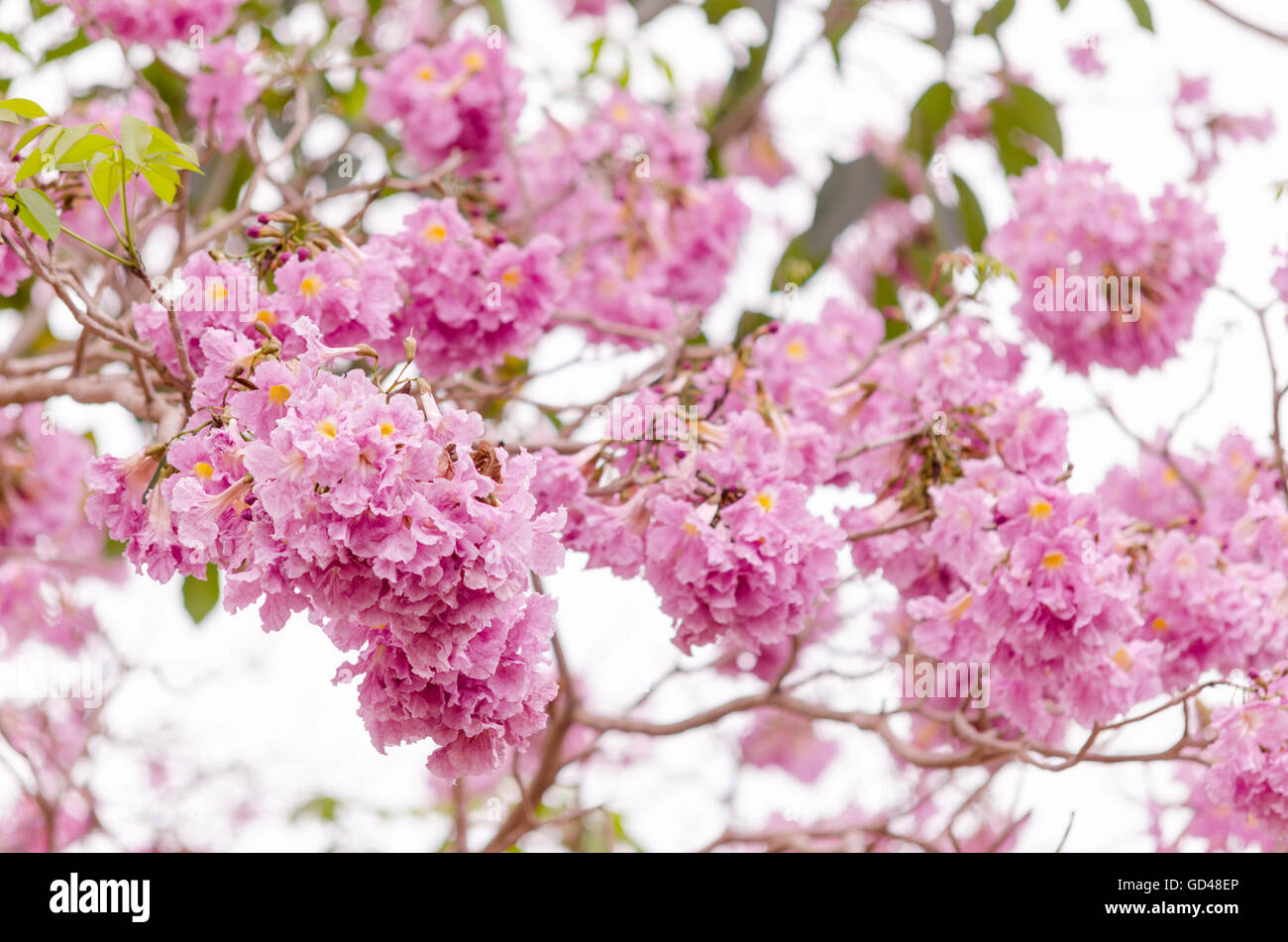Pink trumpet (tabebuia) tree flower blooming Stock Photo - Alamy
