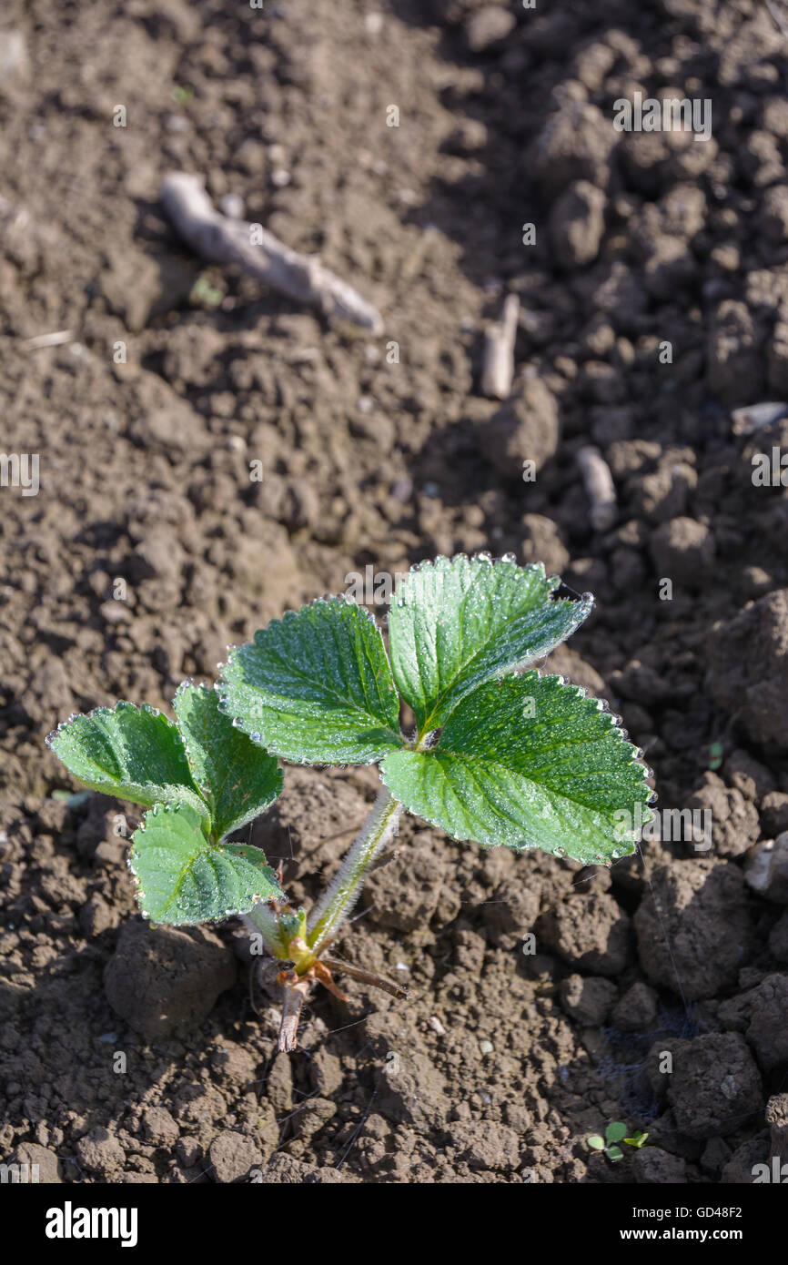 Young strawberry plant Stock Photo - Alamy