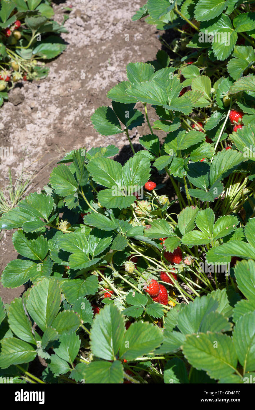 Strawberry field in the spring Stock Photo - Alamy