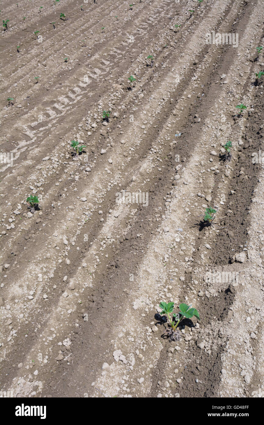 Young strawberry plants, freshly planted Stock Photo - Alamy
