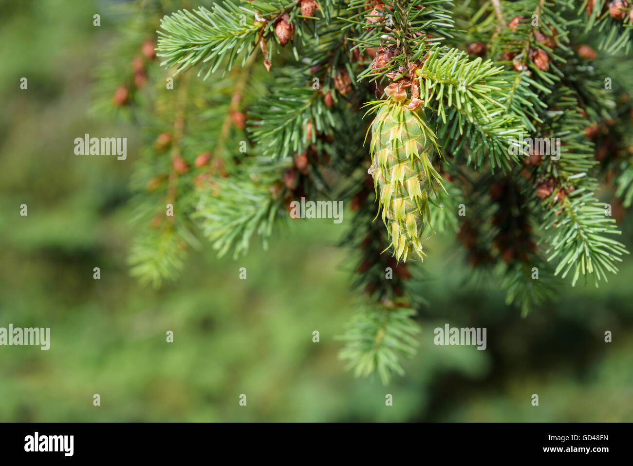 Fresh pine tree branch hi-res stock photography and images - Alamy