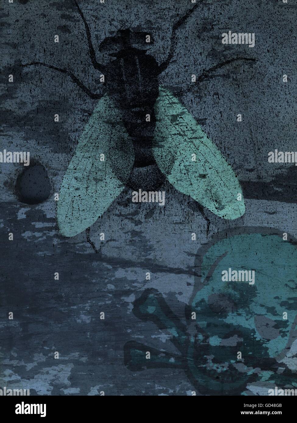 Graffiti fly insect hi-res stock photography and images - Alamy