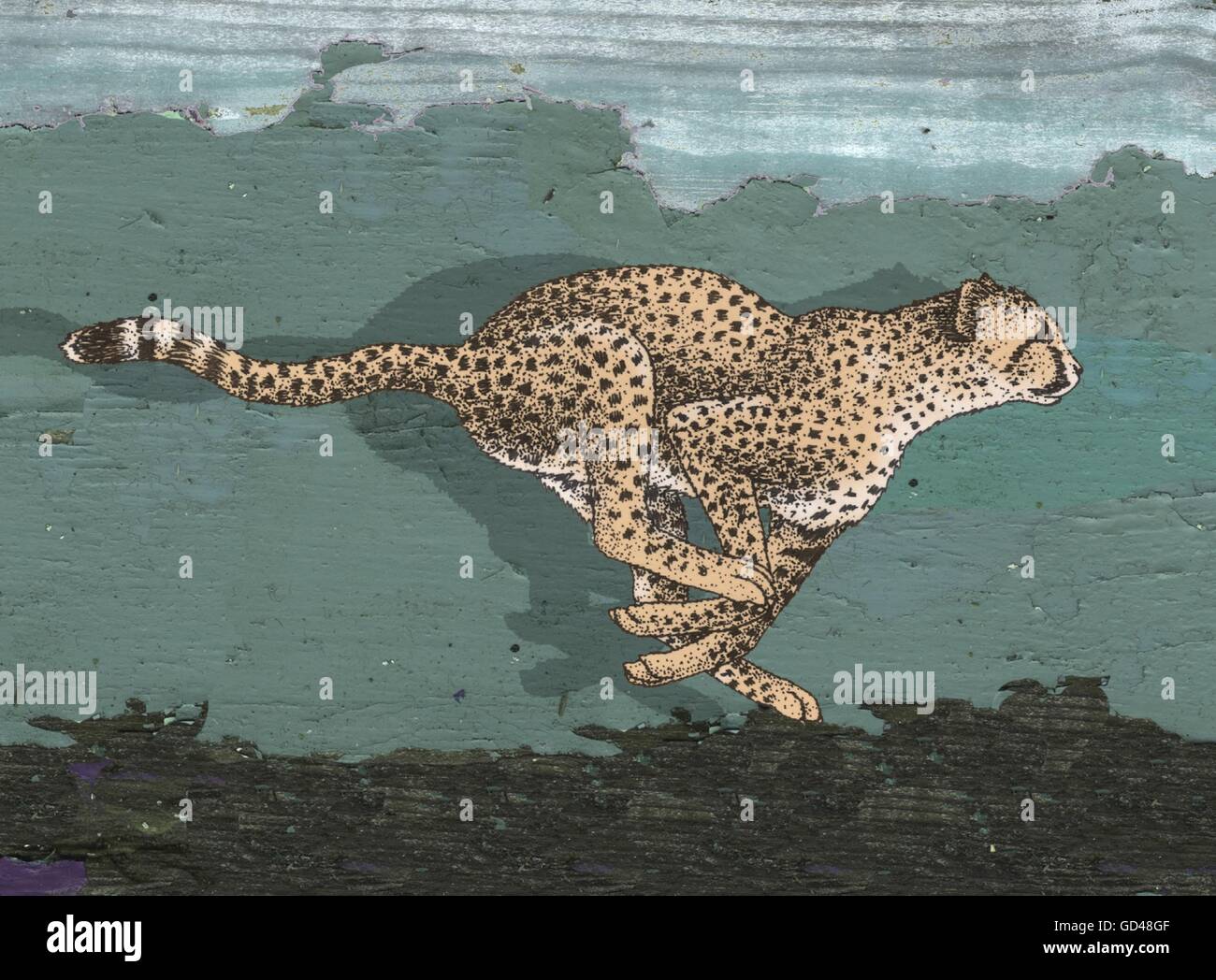 Leopard running drawing hi-res stock photography and images - Alamy