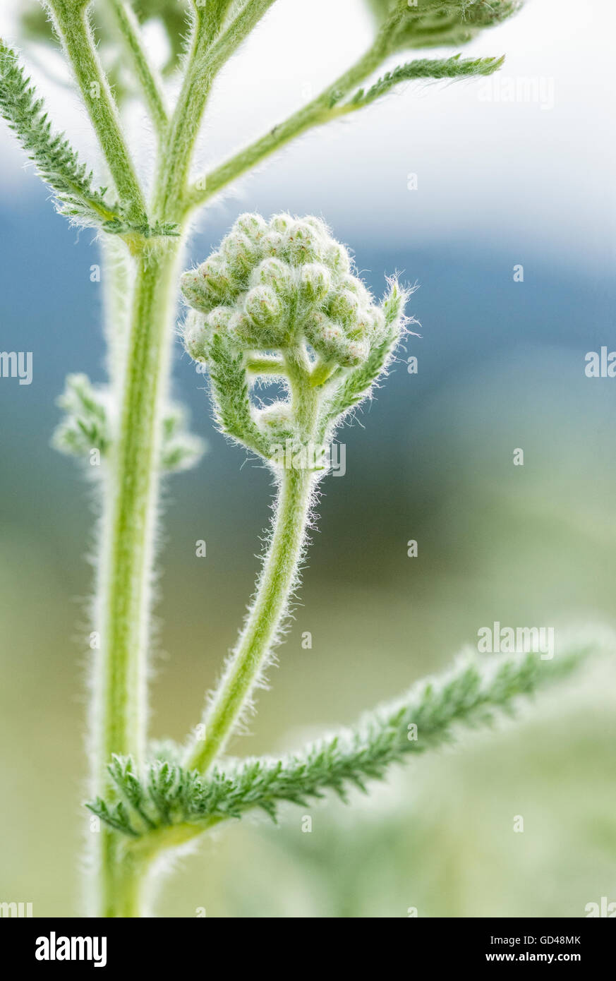 Common yarrow, Achillea millefolium, in Oregon's Wallowa Valley Stock ...