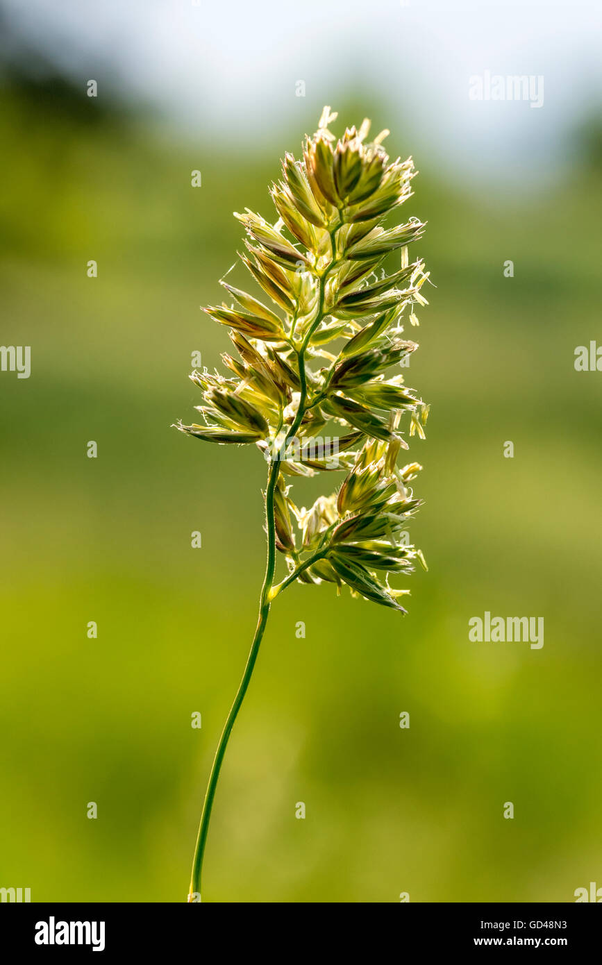 Flowering Orchard grass growing in Oregon's Wallowa Valley Stock Photo ...