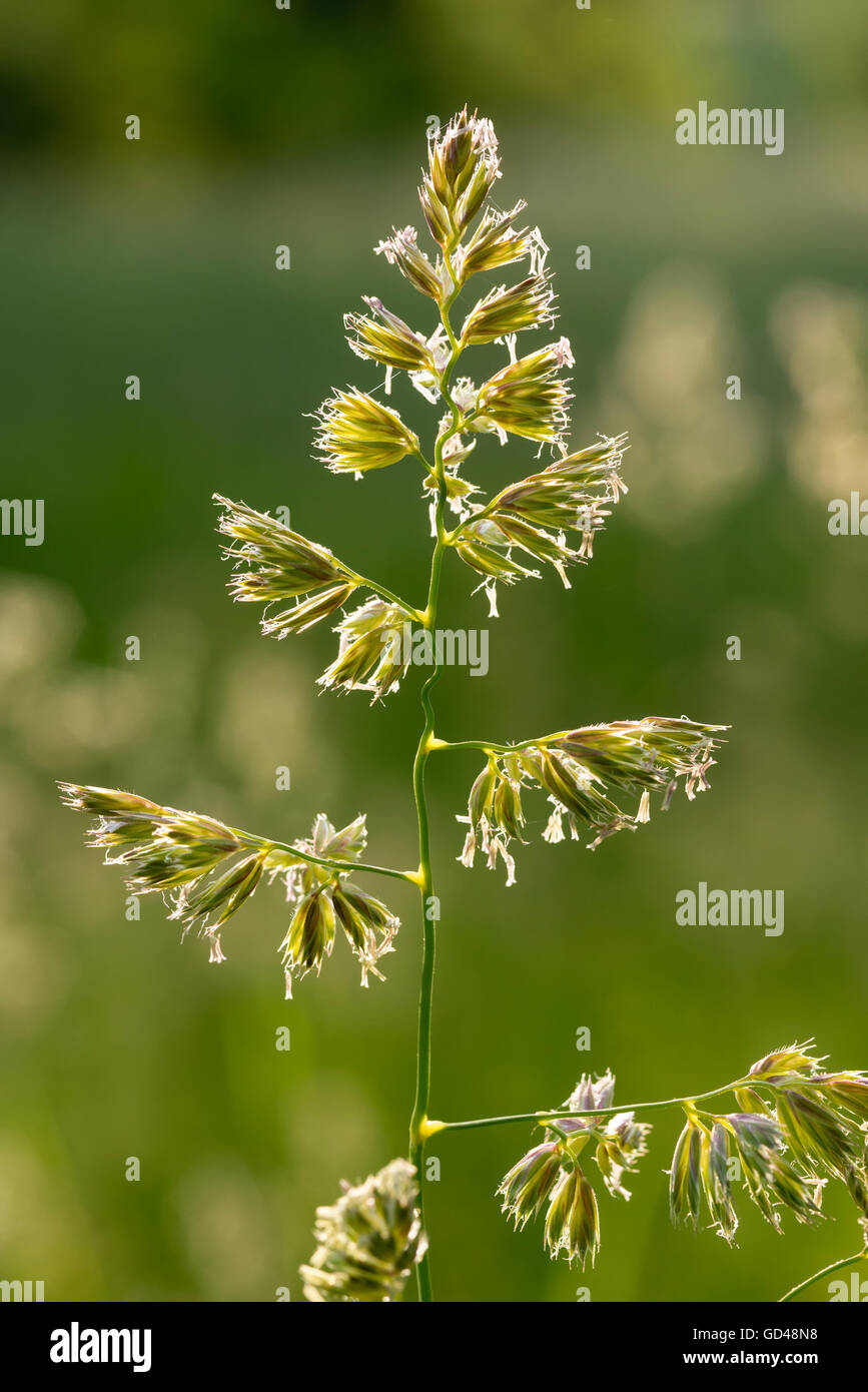 Orchard grass hi-res stock photography and images - Alamy