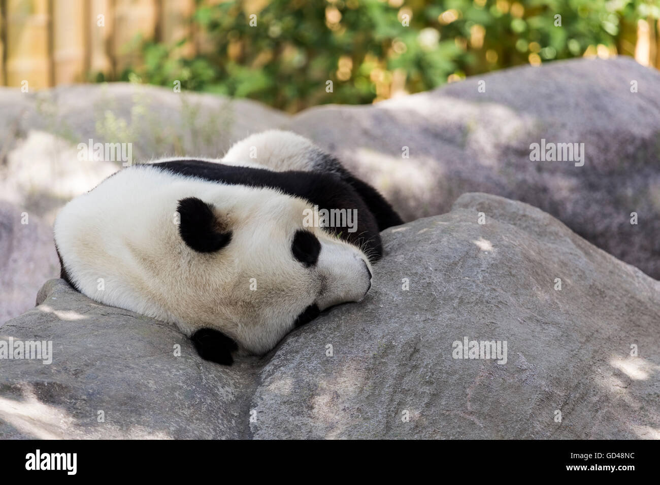 Single Giant Panda sleeping at the zoo Stock Photo - Alamy