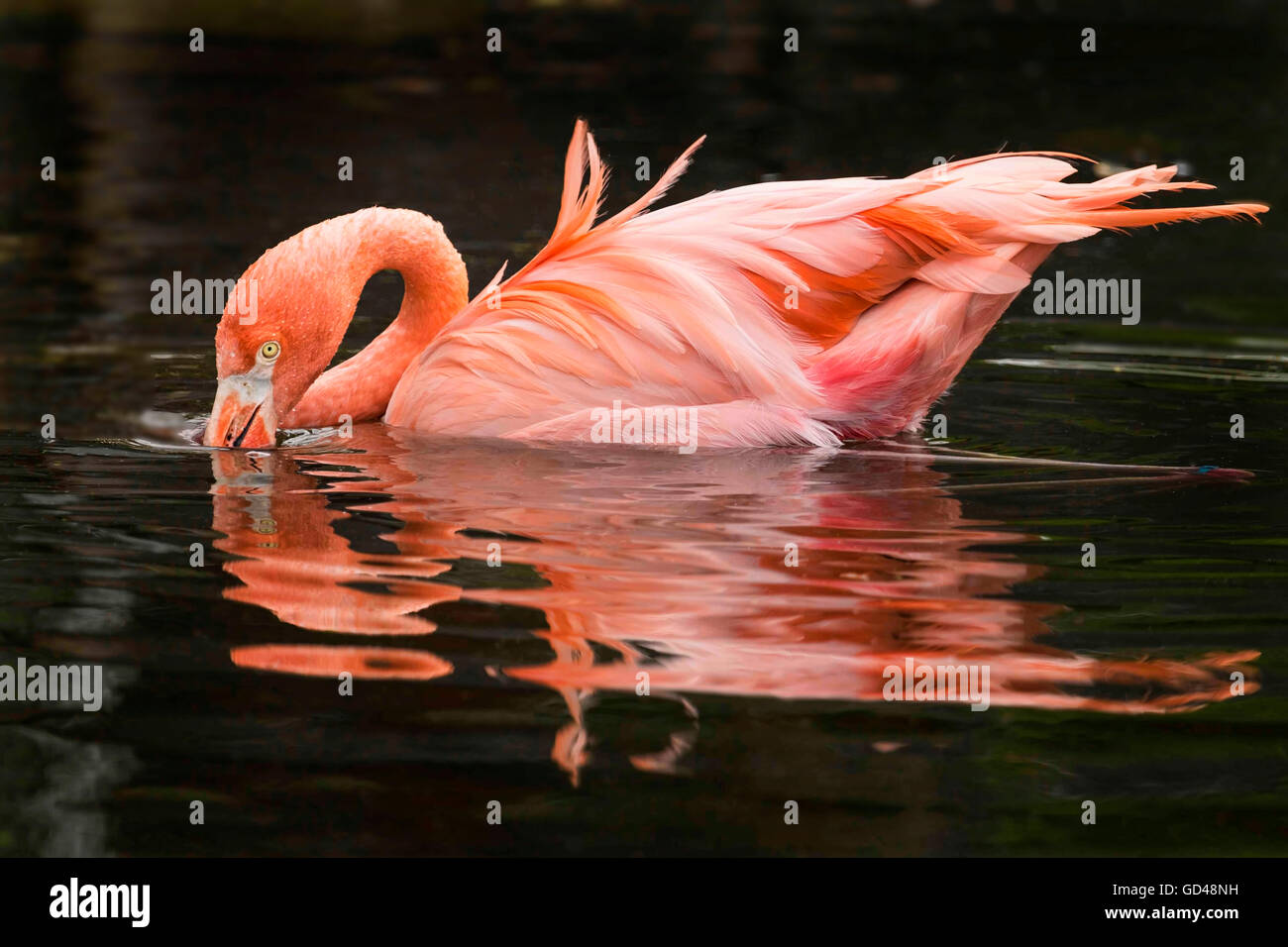 A lone pink Flamingo bathing in the pond of the Toronto Zoo in spring ...