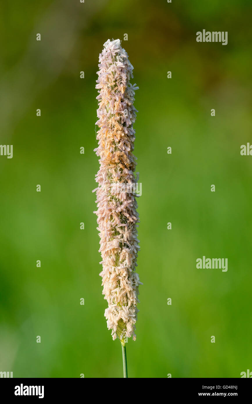 Timothy grass hi-res stock photography and images - Alamy