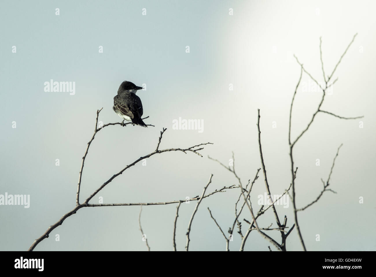 Lone bird hi-res stock photography and images - Alamy