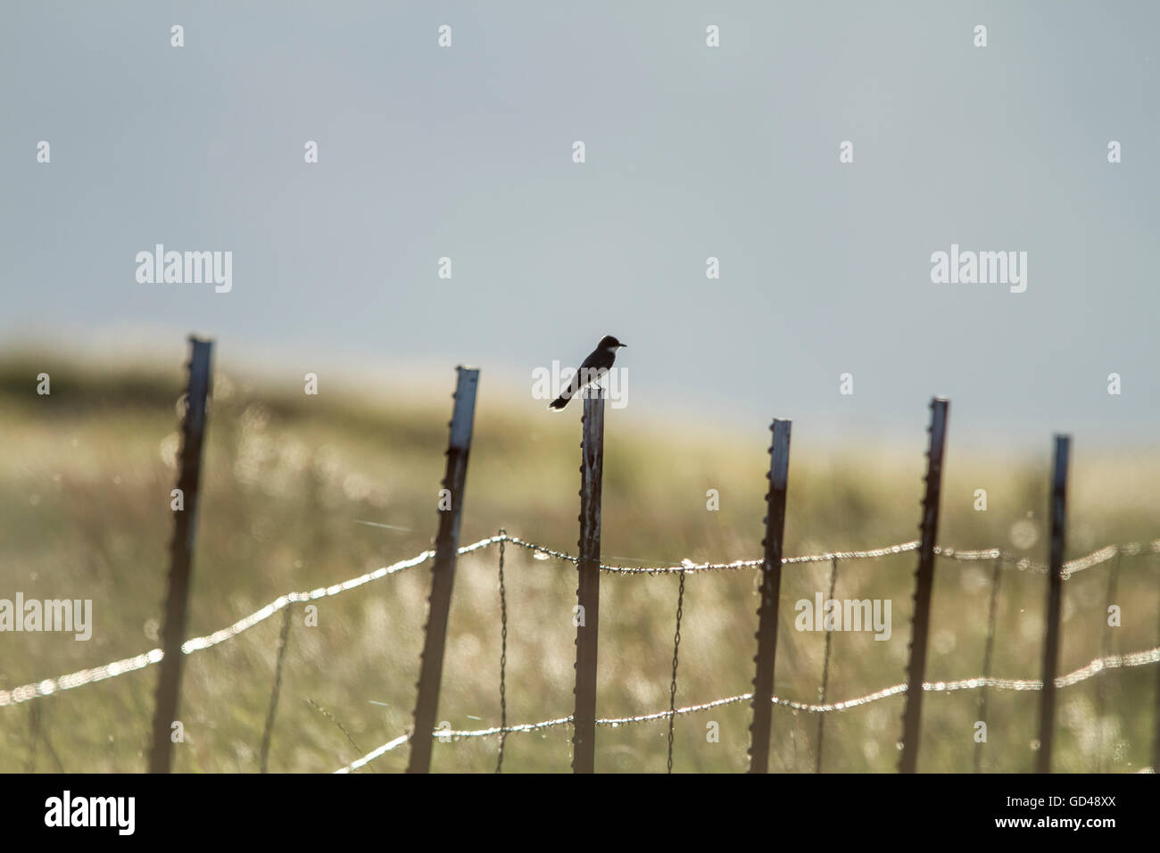 A lone bird hi-res stock photography and images - Alamy
