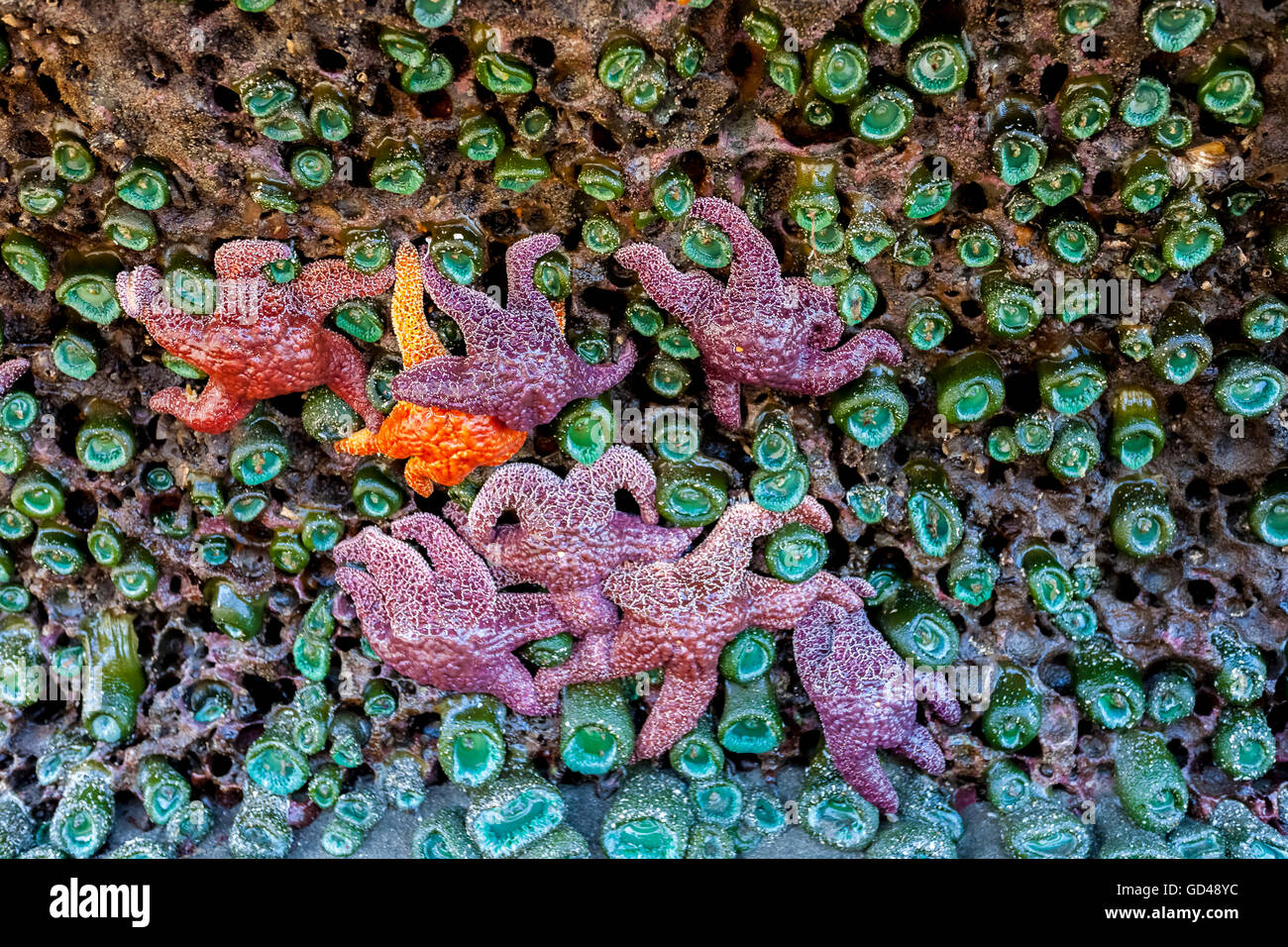 Olympic national park starfish hi-res stock photography and images - Alamy