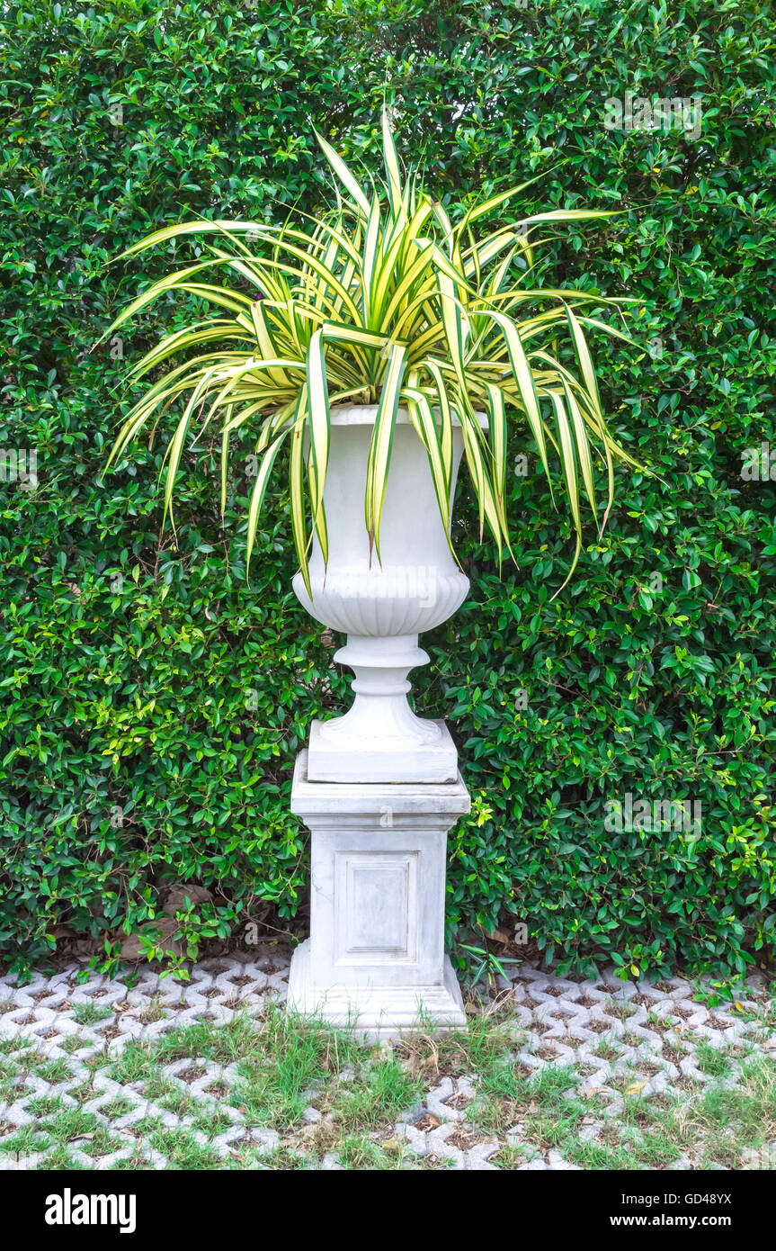 Small trees in pots hi-res stock photography and images - Alamy
