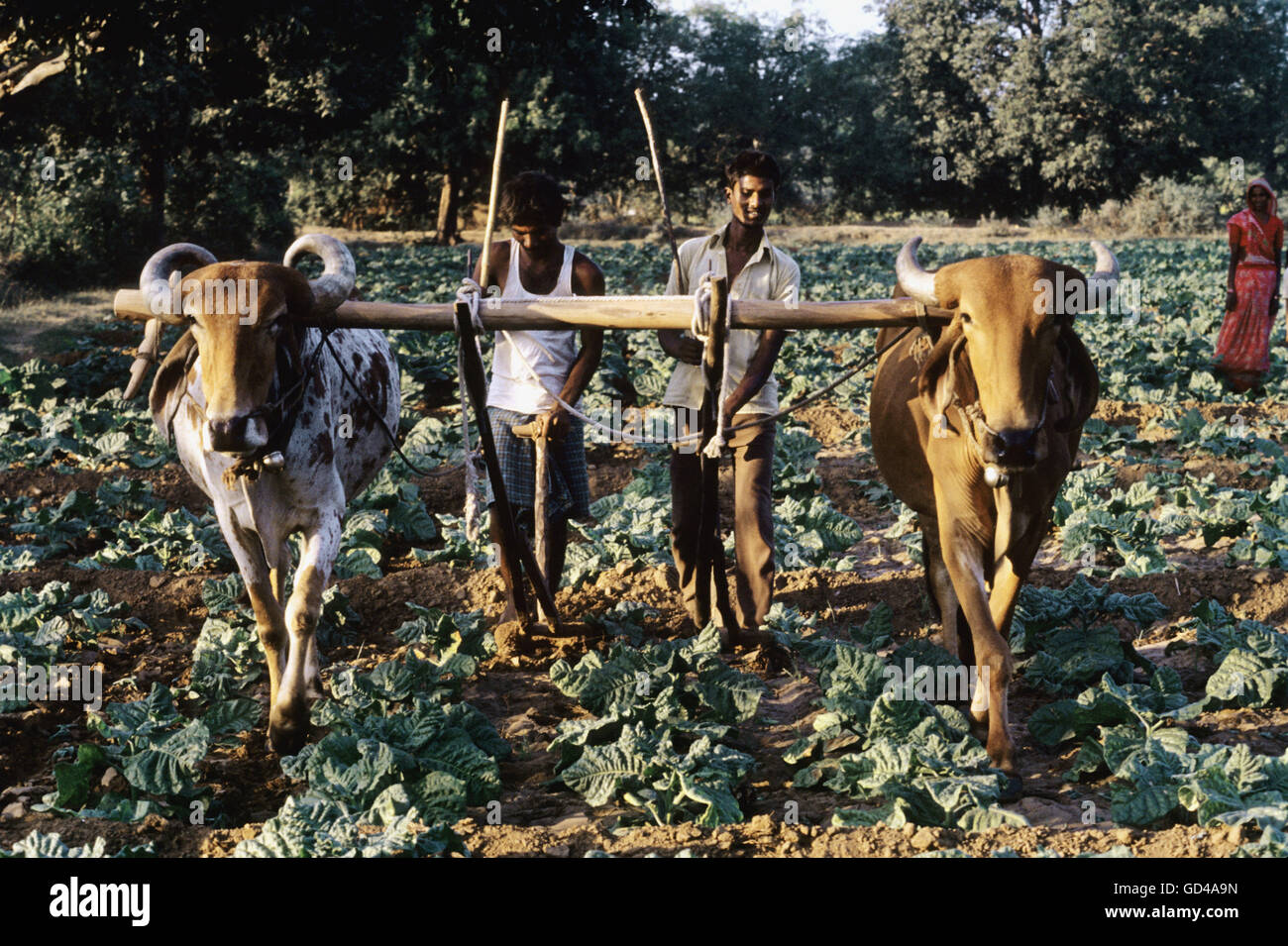 Farmer ploughing field Stock Photo - Alamy