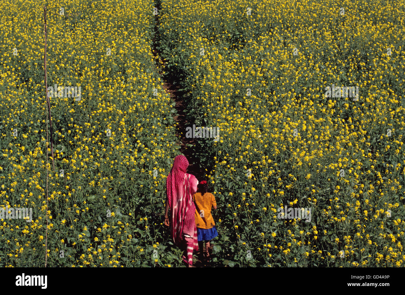 Mustard field india hi-res stock photography and images - Alamy