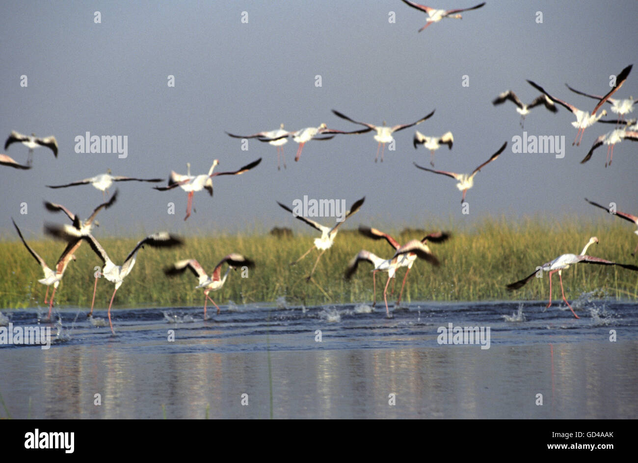Flamingos at Nalsarovar bird sanctuary Stock Photo - Alamy