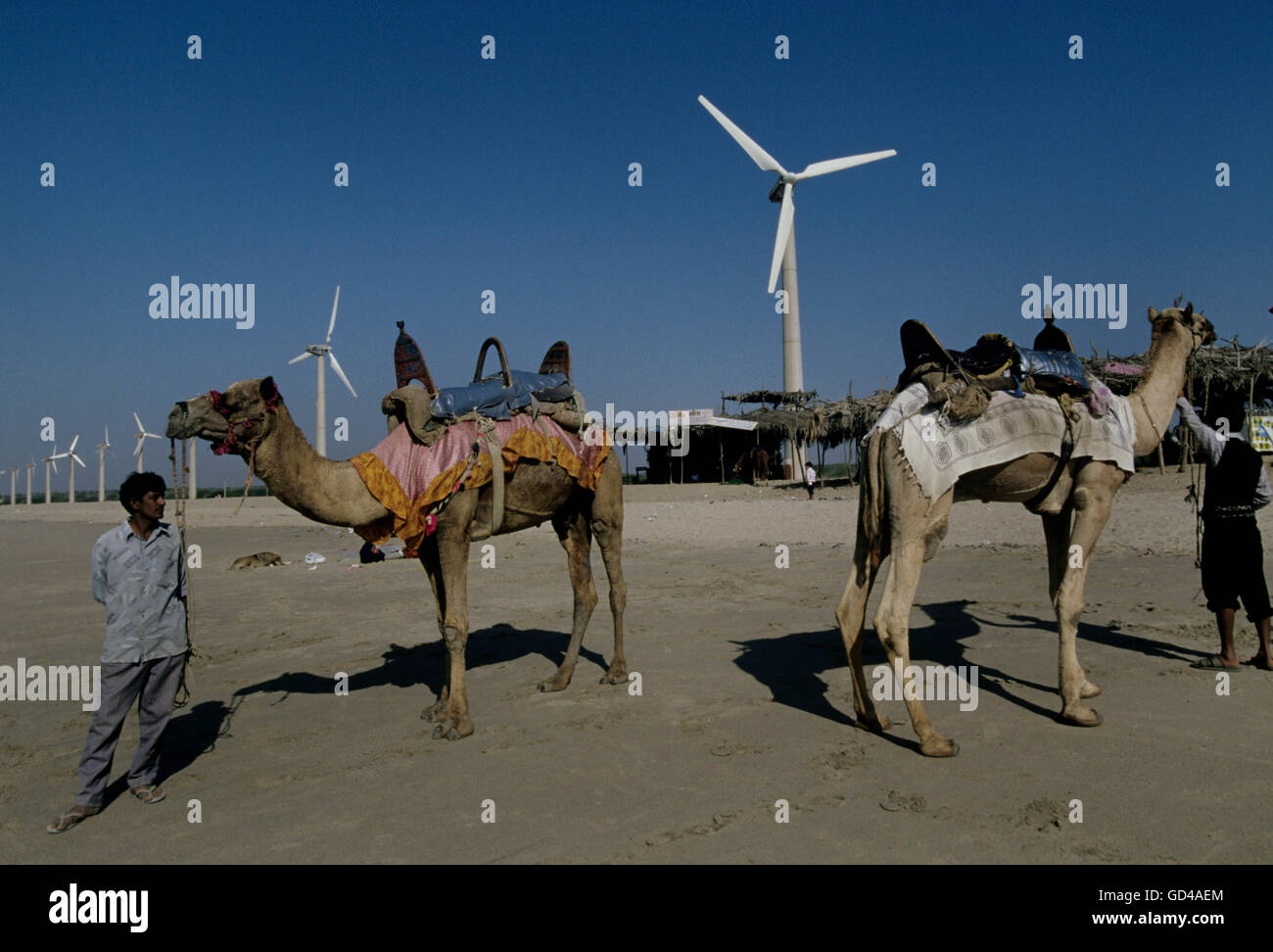 Kutch camels hi-res stock photography and images - Alamy