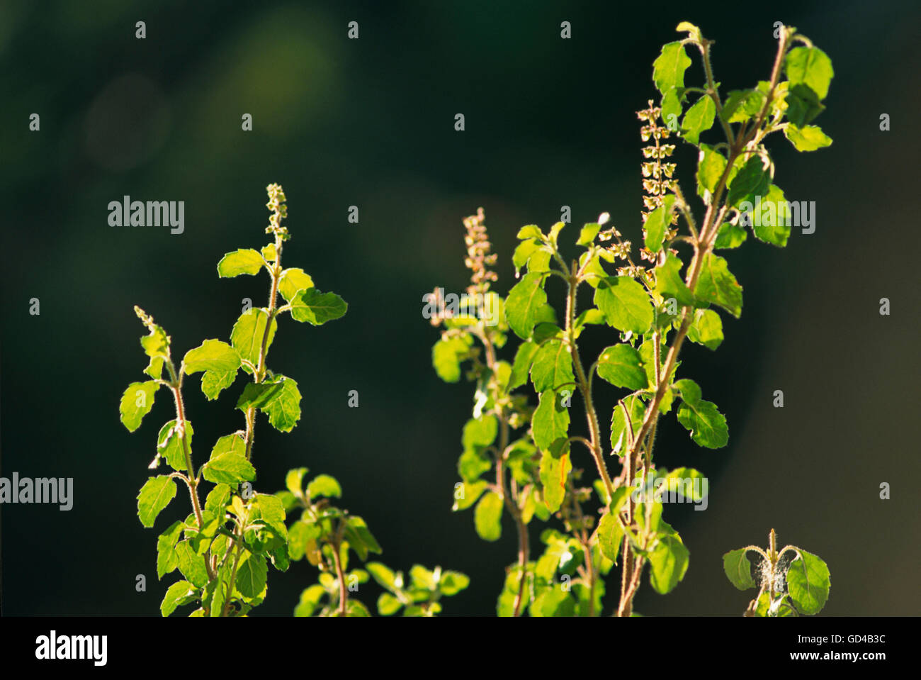 Tulsi Plant High Resolution Stock Photography and Images - Alamy