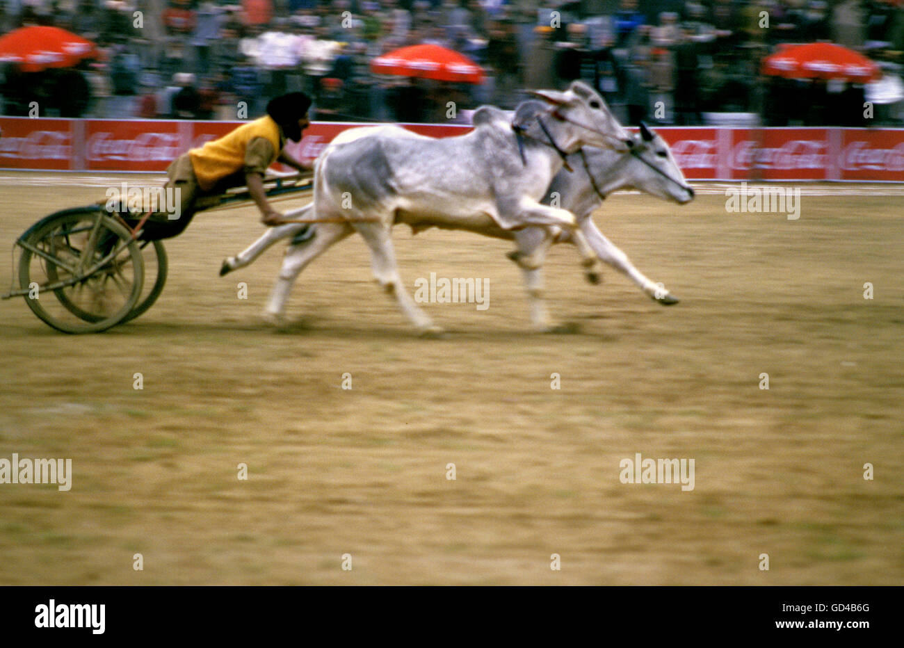 Bull racing hi-res stock photography and images - Alamy