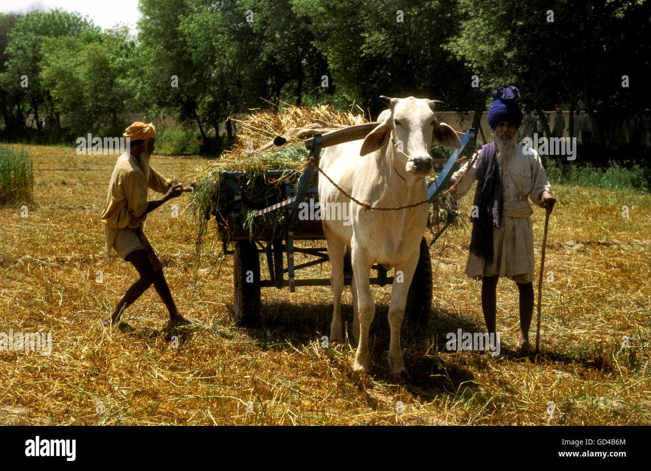 Farmer with bullock cart Stock Photo - Alamy