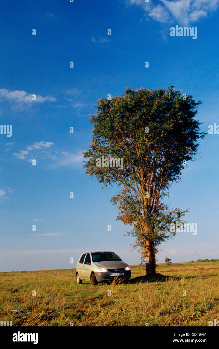 Car beside a tree Stock Photo - Alamy