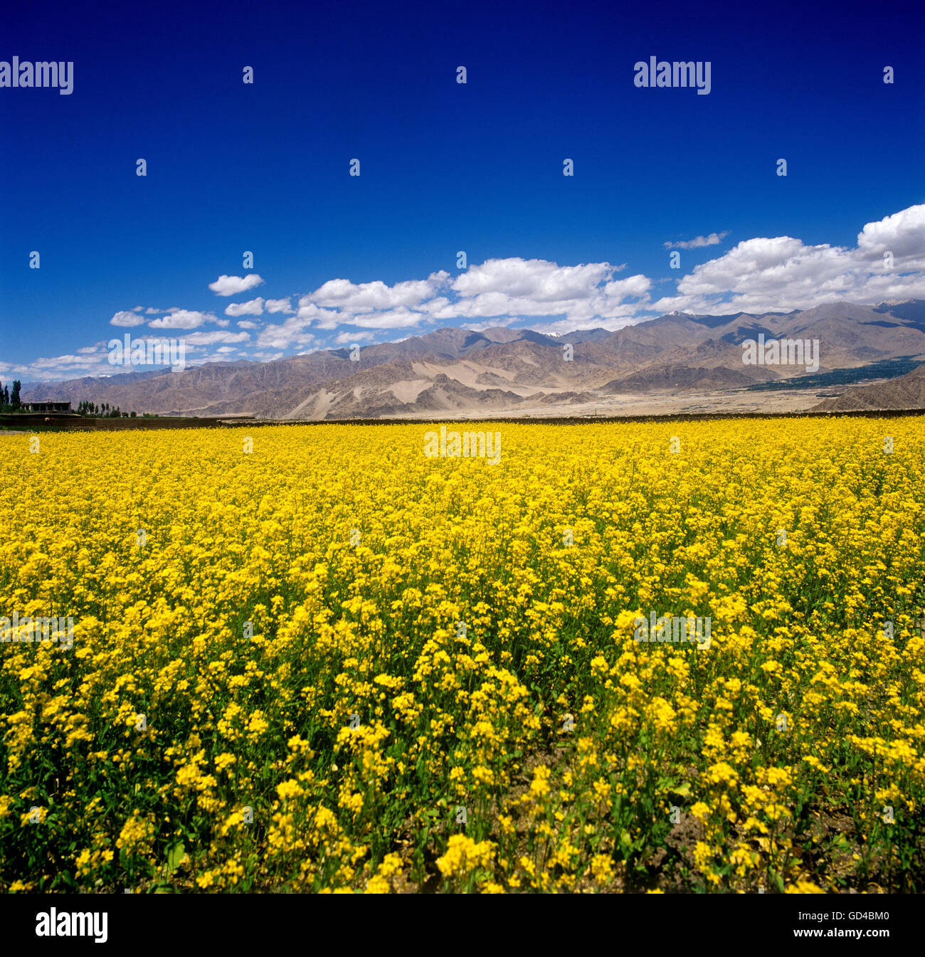 Mustard field india hi-res stock photography and images - Alamy