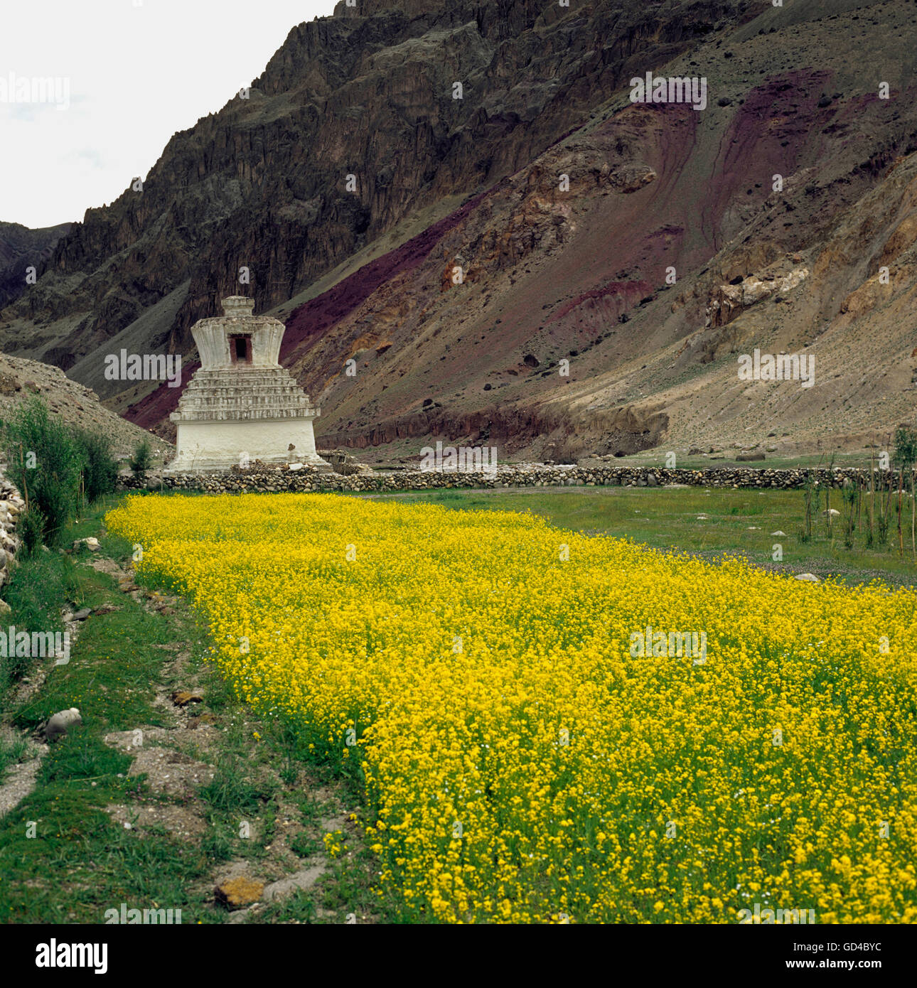 Mustard field india hi-res stock photography and images - Alamy
