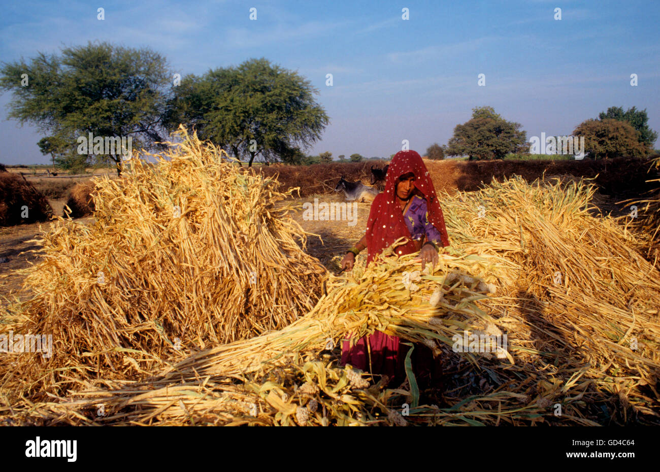 Harvesting Rajasthan India Stock Photos & Harvesting Rajasthan India ...