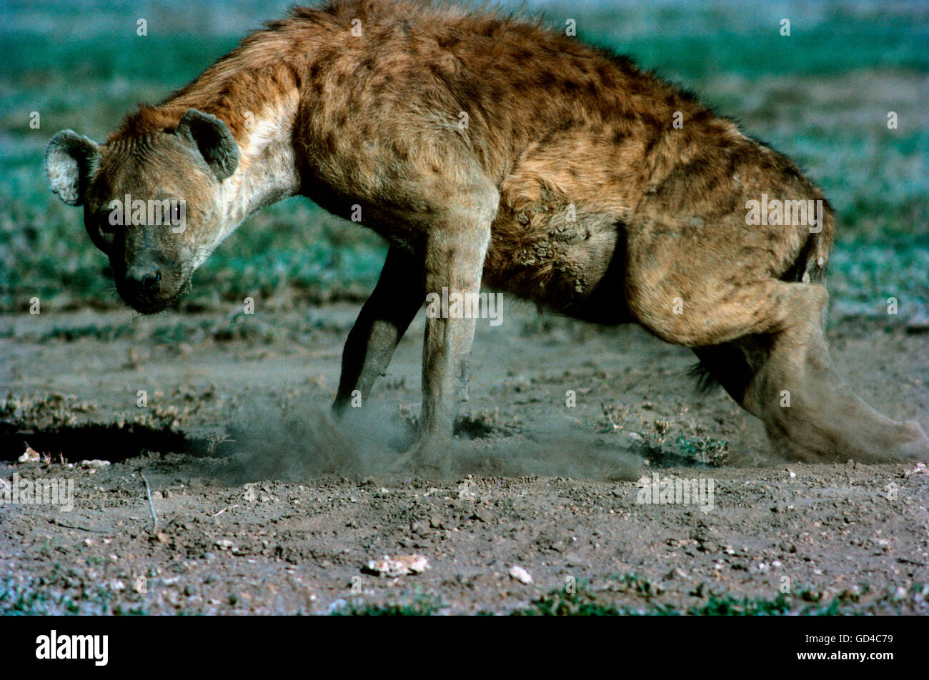 Hyena species hi-res stock photography and images - Alamy