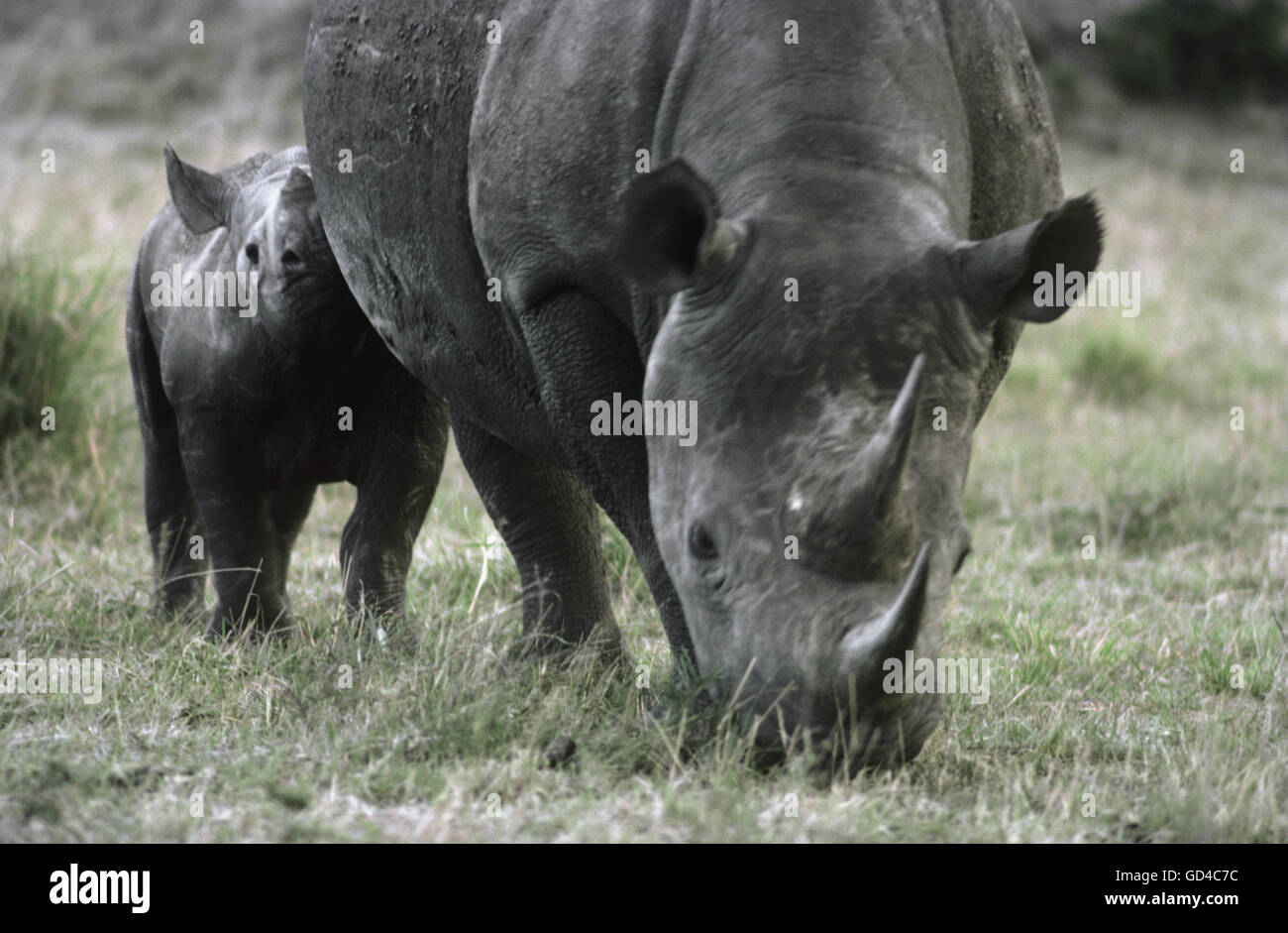 African two horned rhinos Stock Photo - Alamy