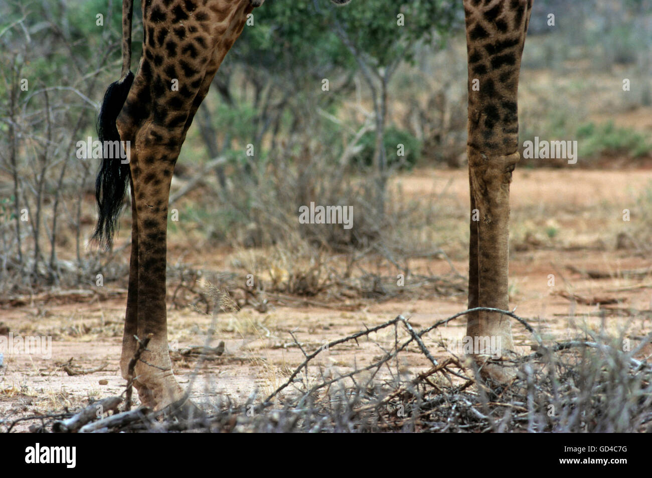 Legs of a giraffe Stock Photo - Alamy