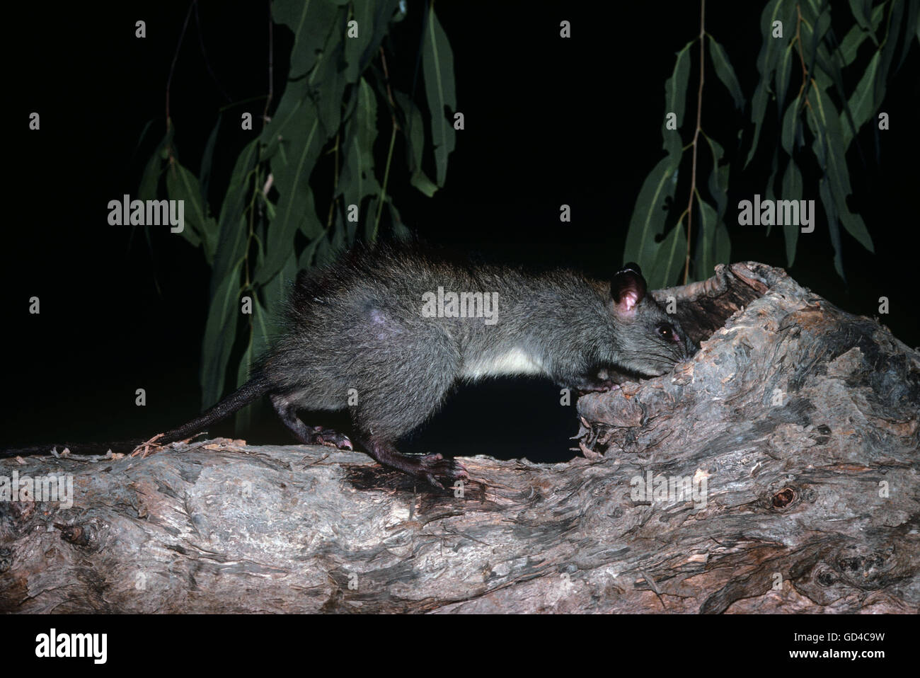 Tree rat hi-res stock photography and images - Alamy