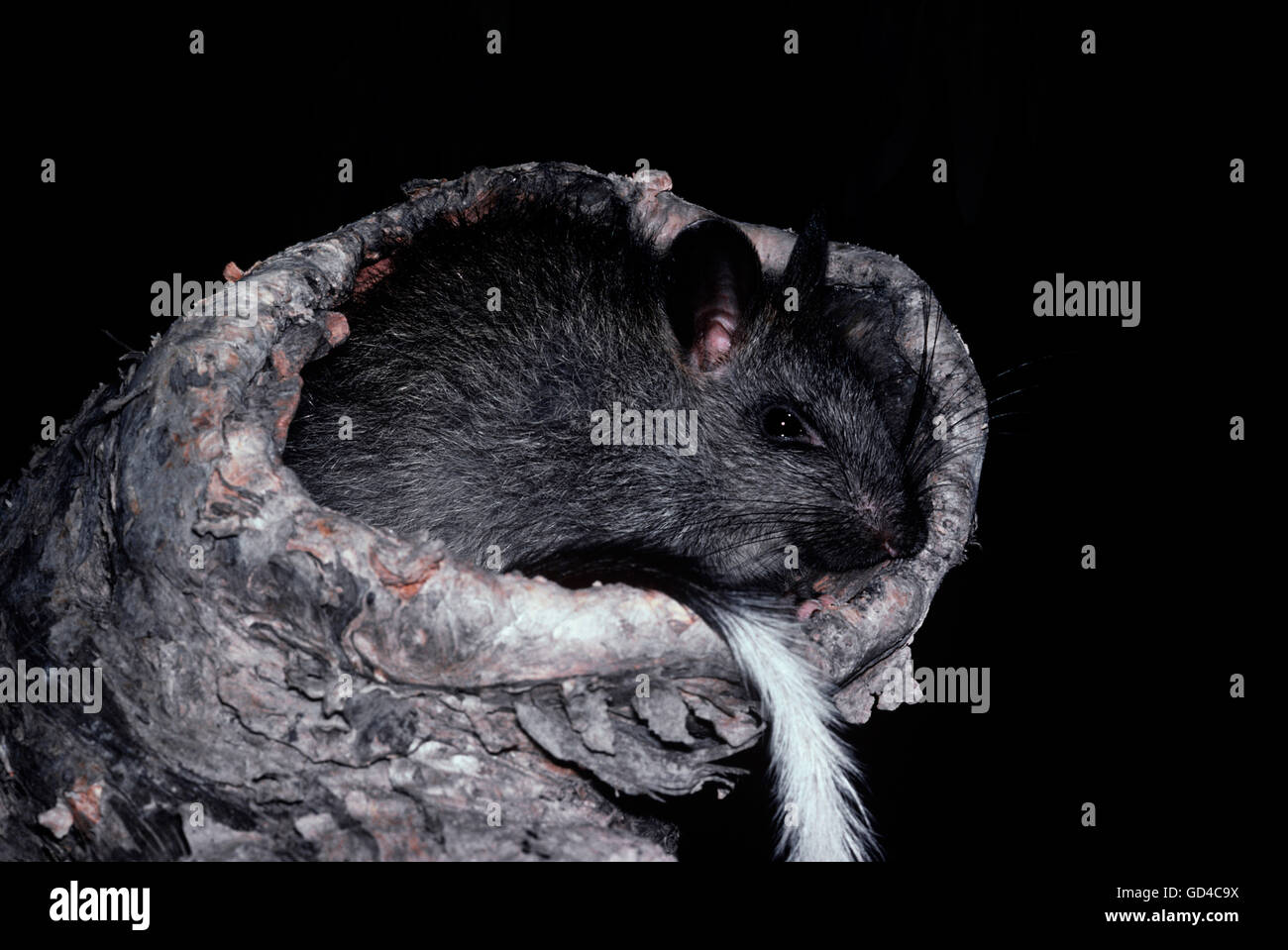 Tree rat hi-res stock photography and images - Alamy
