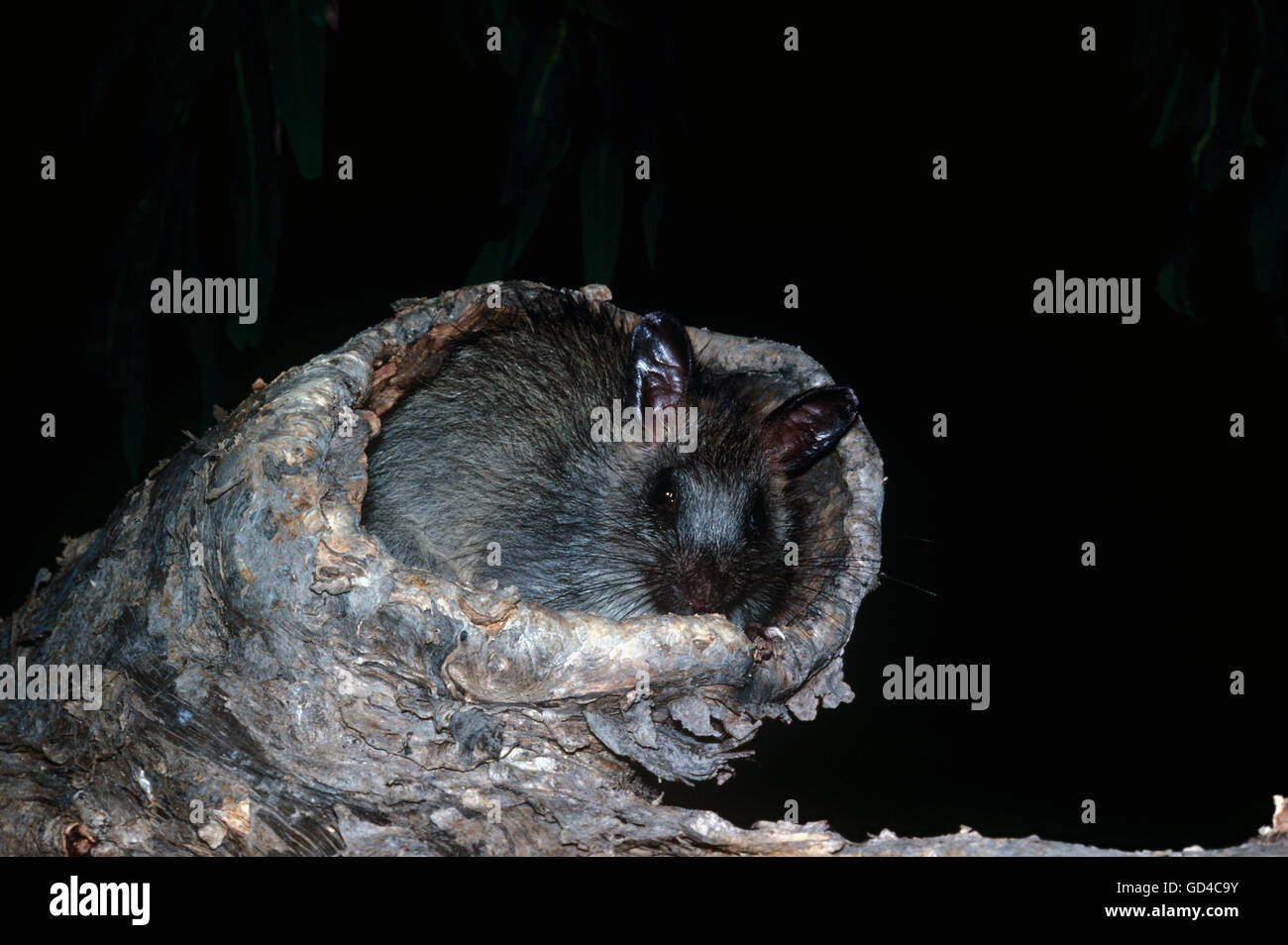 Tree rat hi-res stock photography and images - Alamy